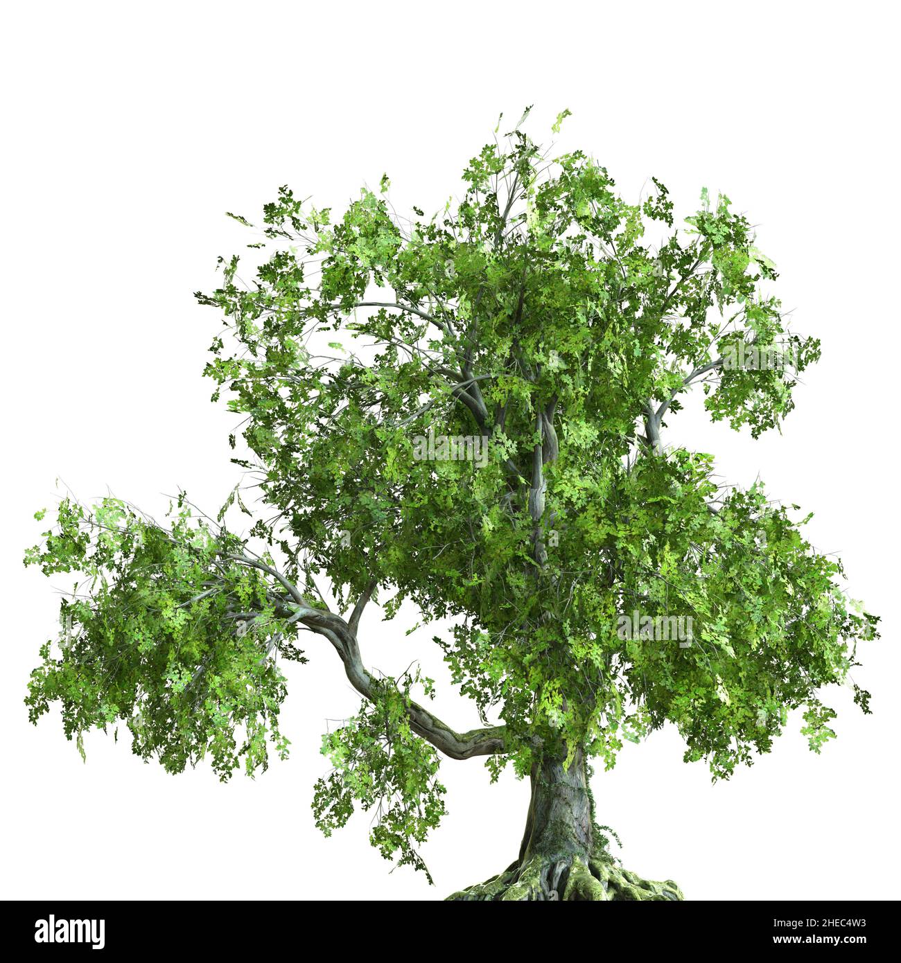 3D illustration summer tree isolated on white background Stock Photo ...