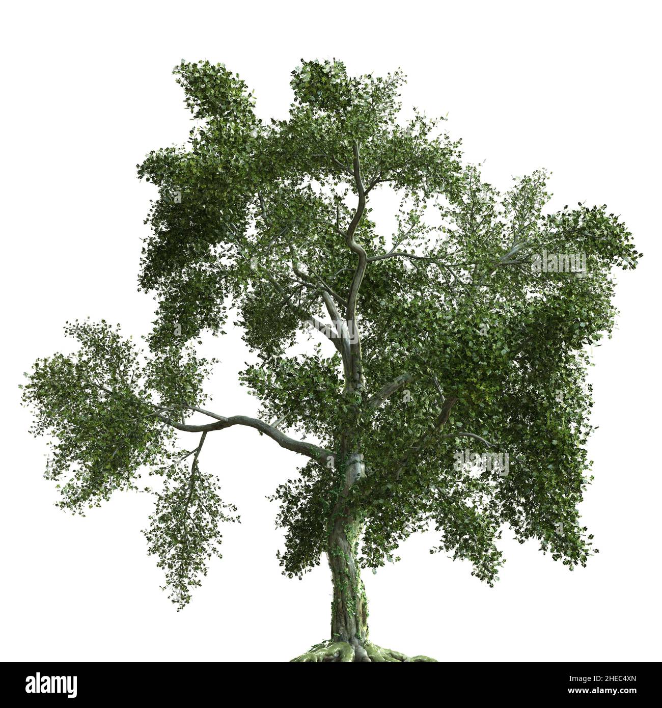 3D illustration summer tree isolated on white background Stock Photo ...