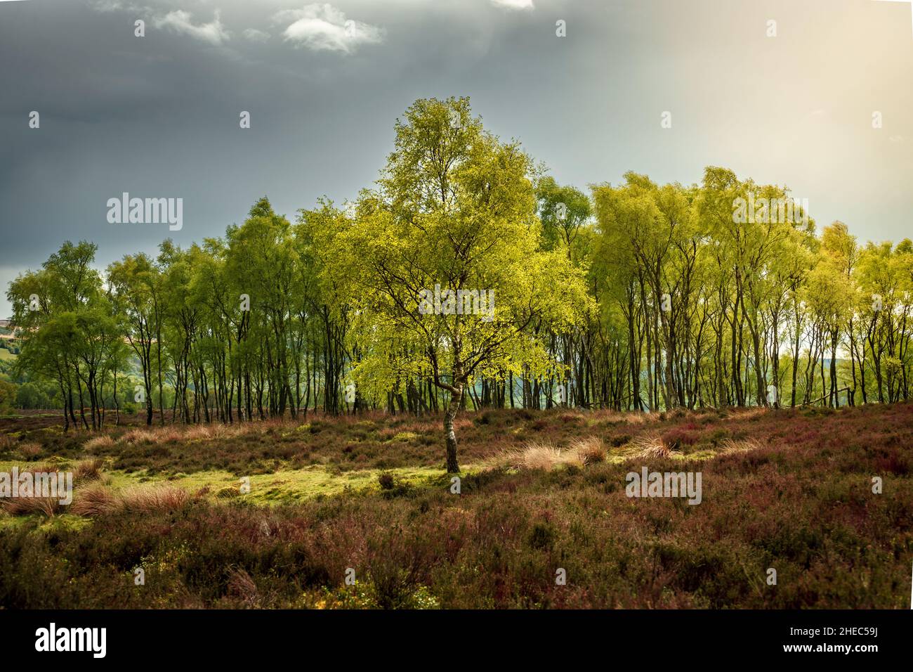 Tree in golden light after thunderstorm Stock Photo - Alamy