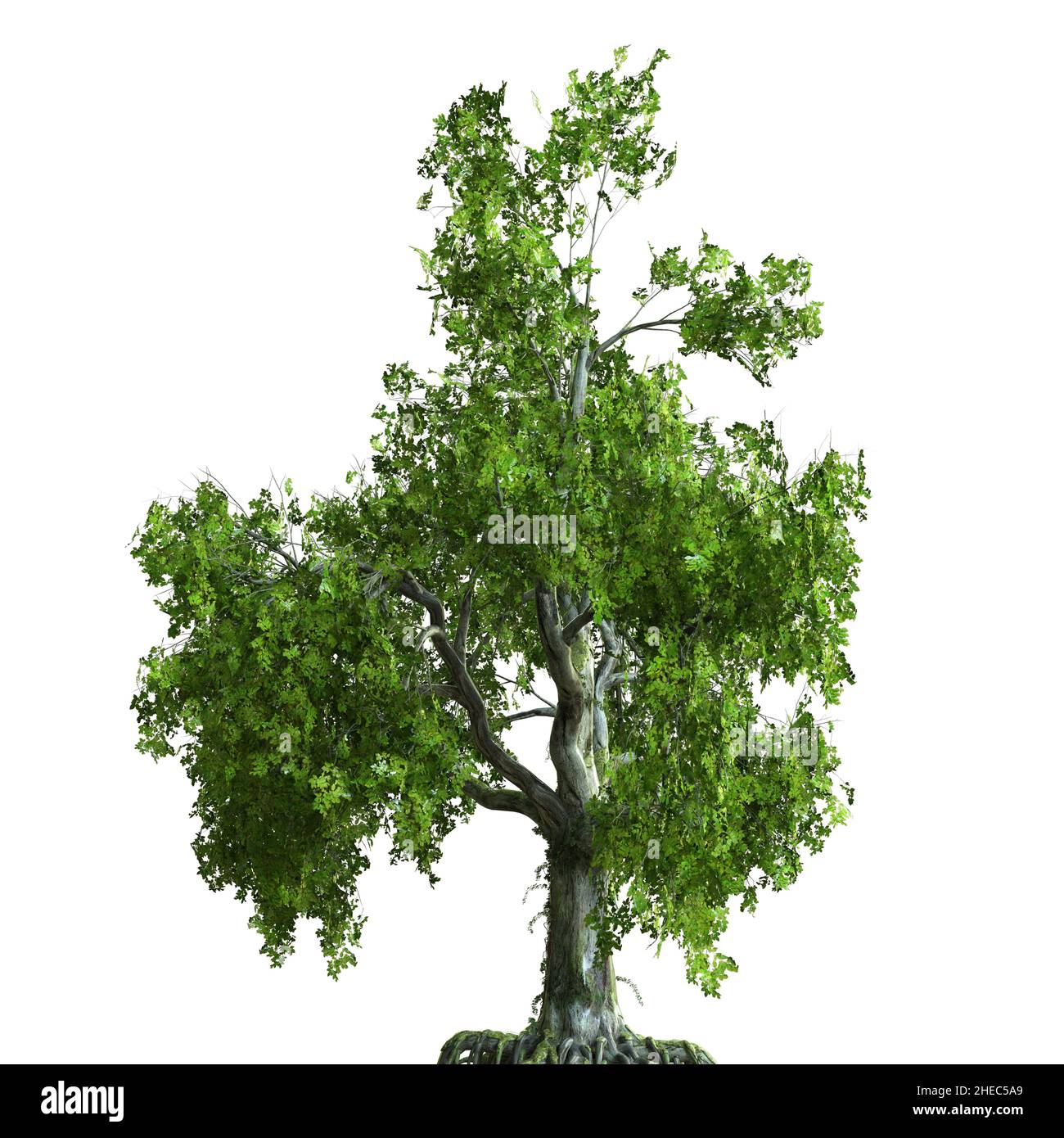 3D illustration summer tree isolated on white background Stock Photo ...