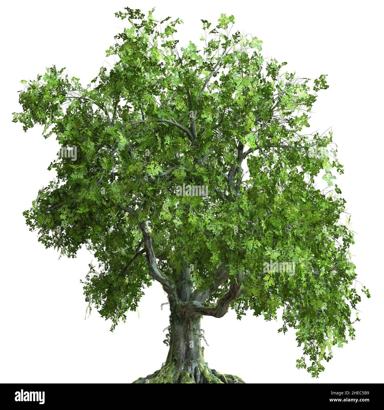 3D illustration summer tree isolated on white background Stock Photo ...