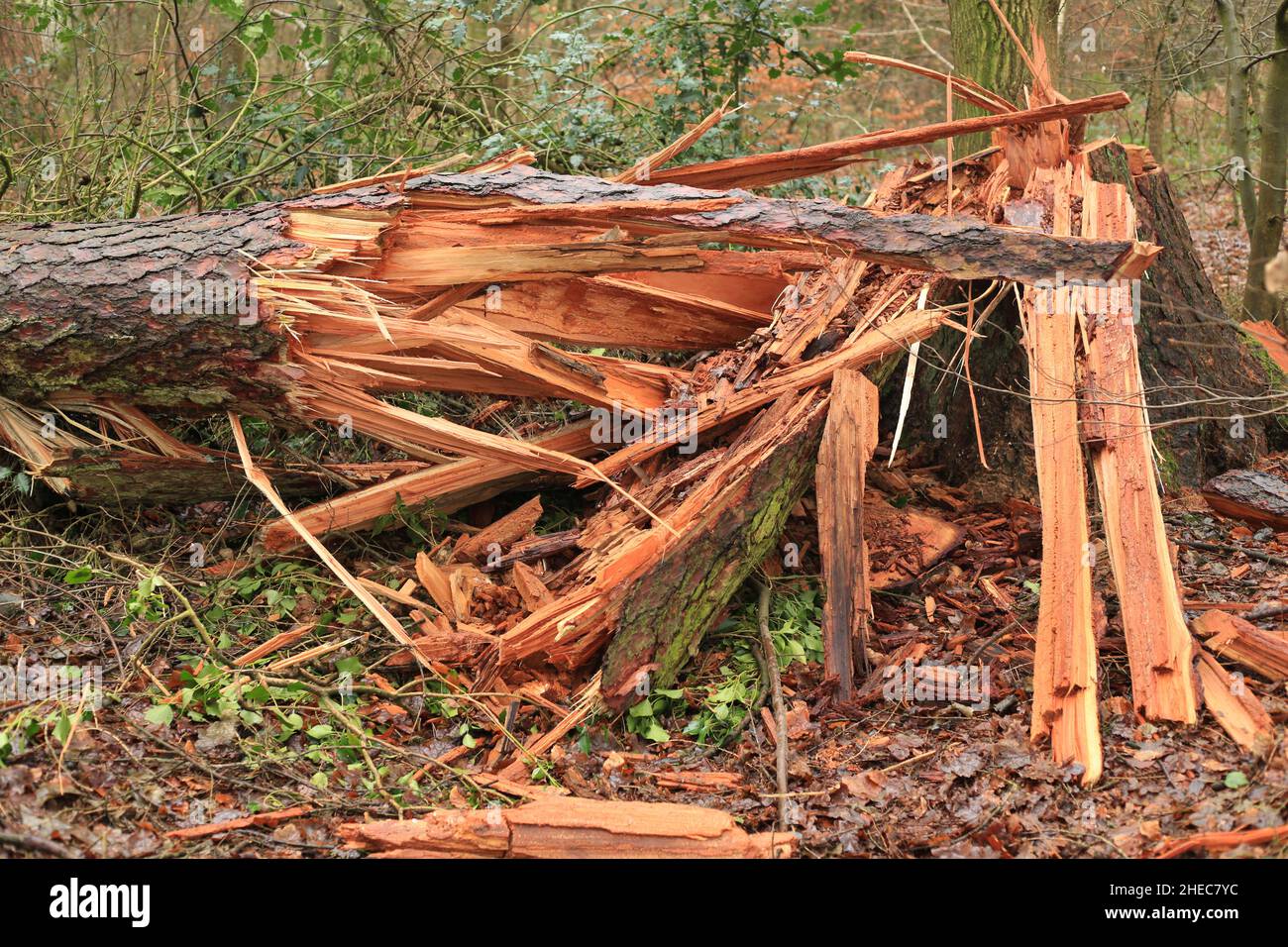 Wind damaged tree in Shropshire, England, UK Stock Photo - Alamy