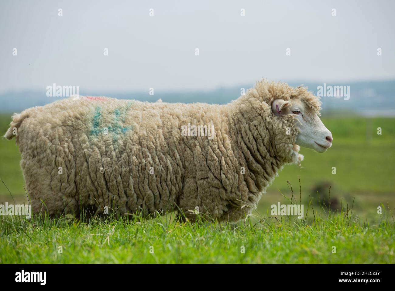 Merino sheep wool hi-res stock photography and images - Alamy