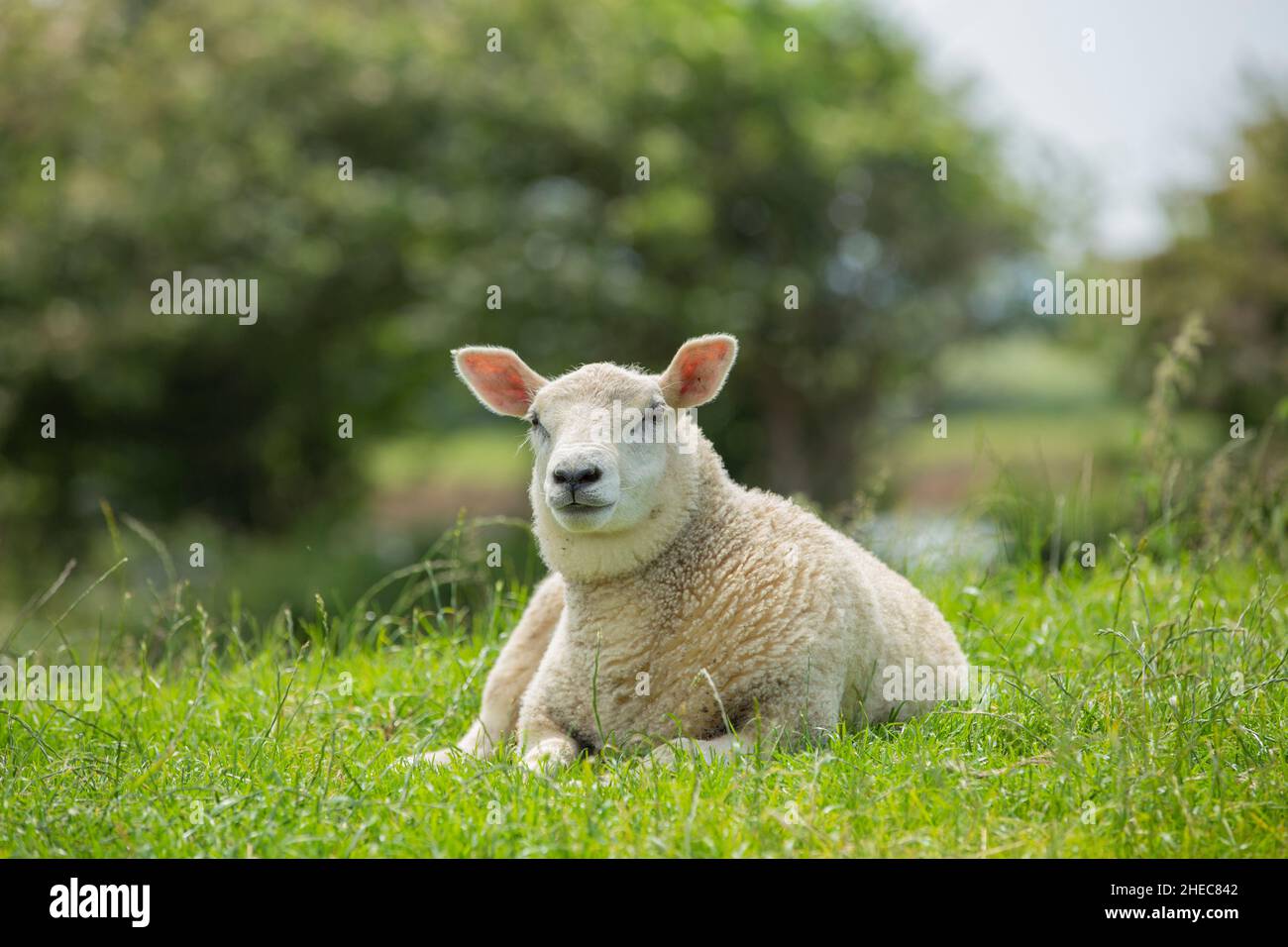 Ewe sitting on grass hi-res stock photography and images - Alamy