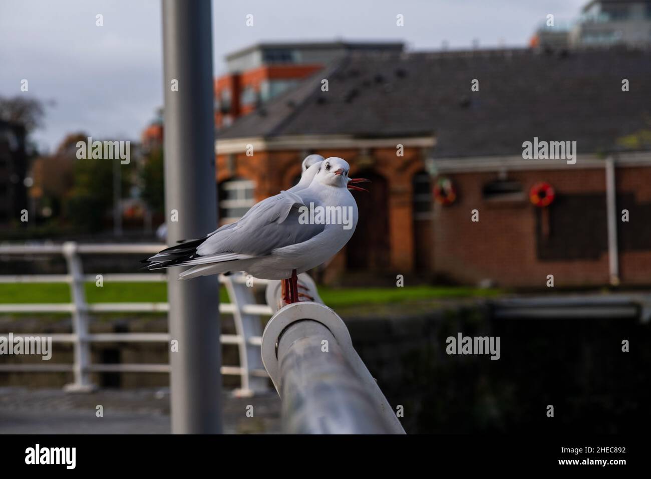 Oceanic birds in urban building, Bird rest on the railing Stock Photo ...