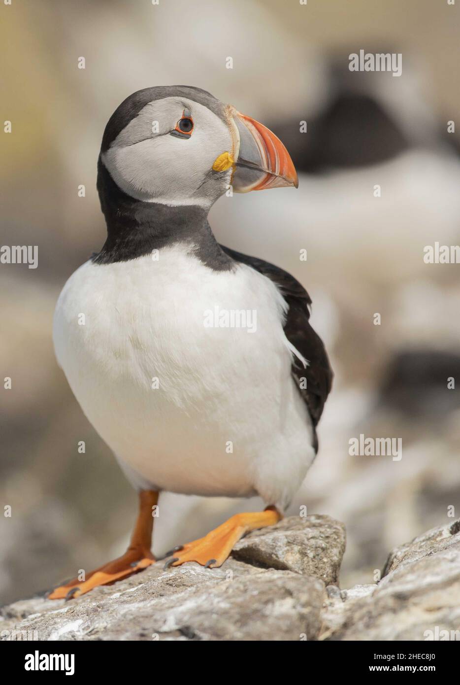 Puffin beaks hi-res stock photography and images - Alamy