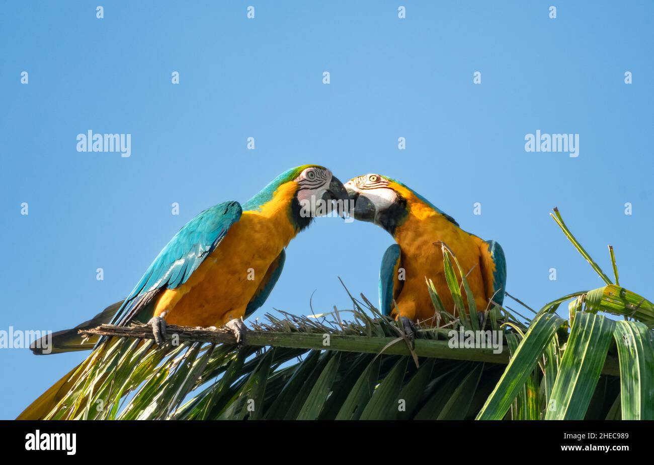 Exotic caribbean animals hi-res stock photography and images - Alamy