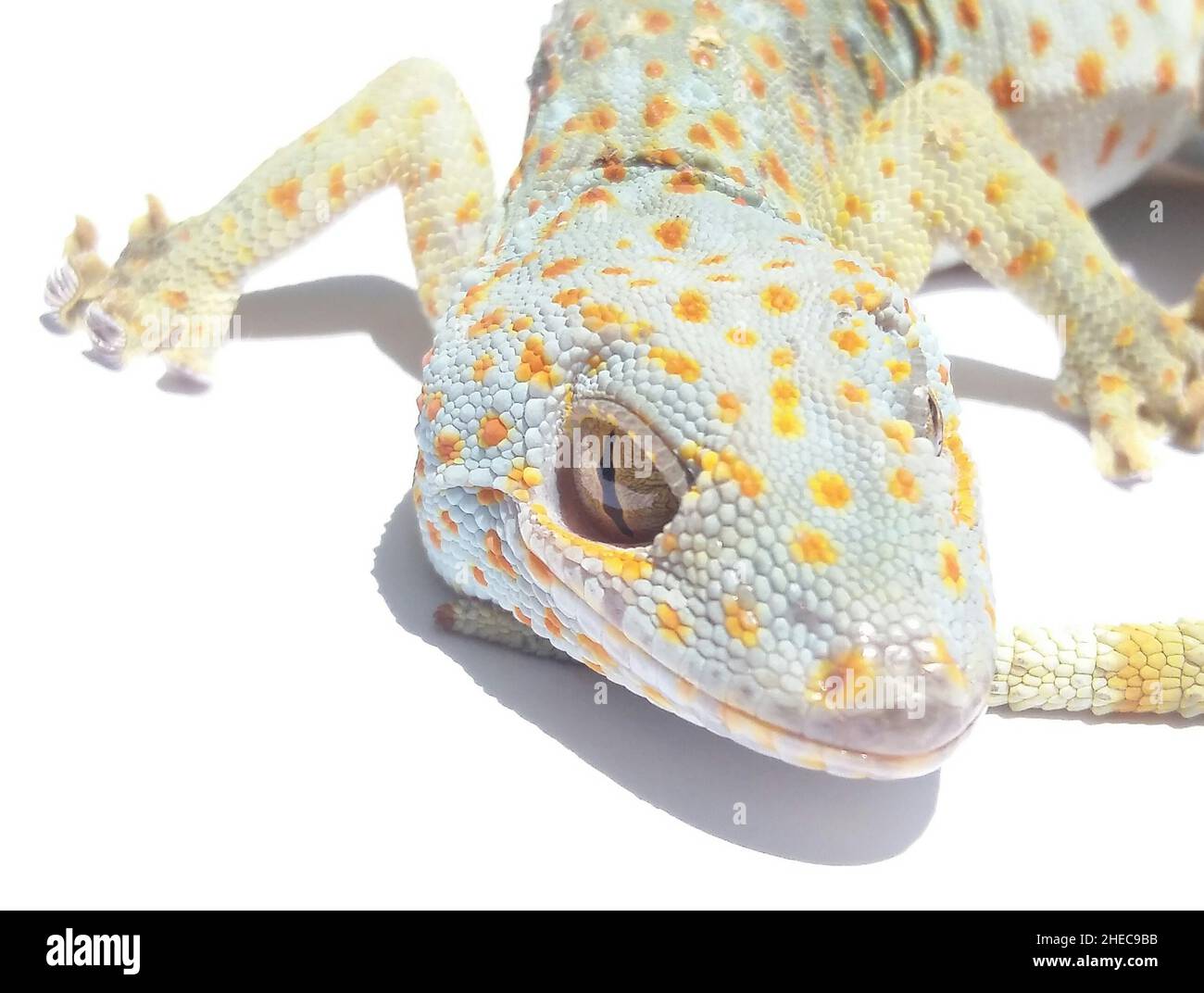 The head of a gecko Stock Photo - Alamy