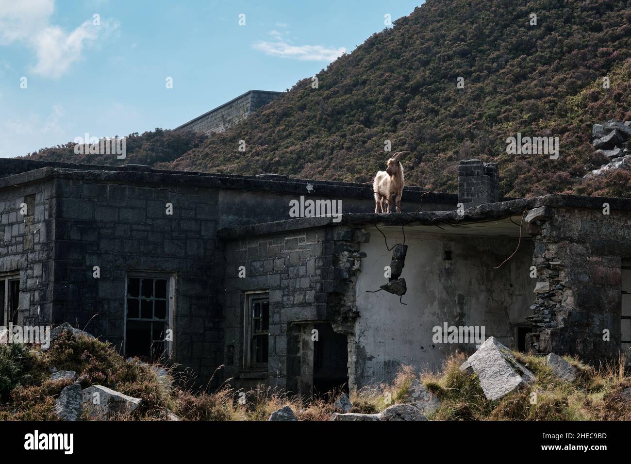 A feral goat standing on the roof of a derelict quarry building on Yr ...
