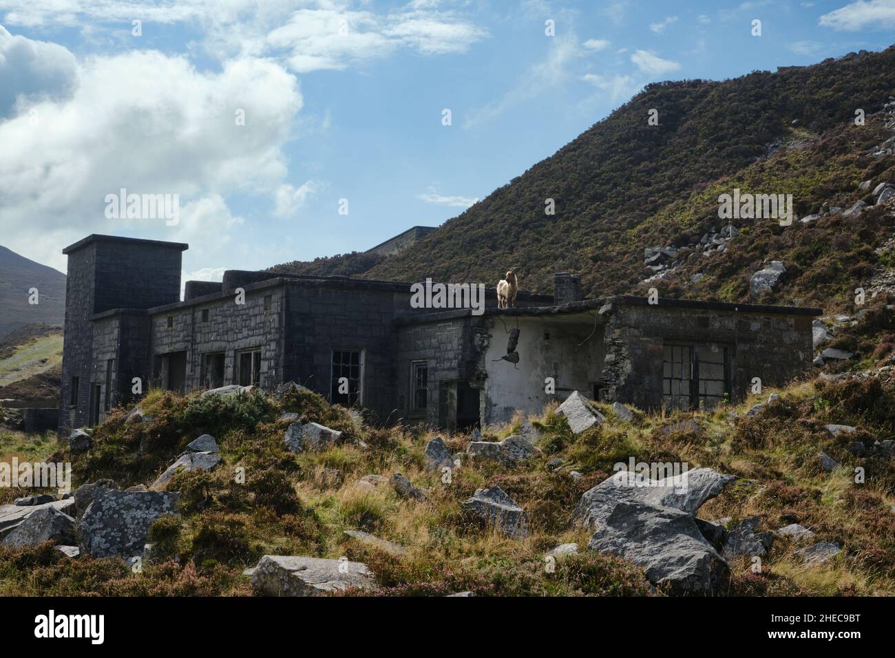 A feral goat standing on the roof of a derelict quarry building on Yr ...