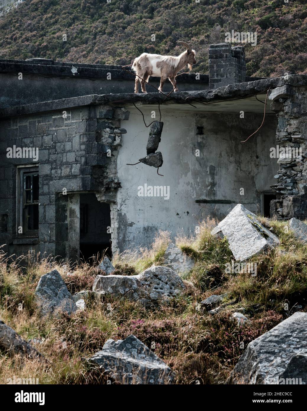 A feral goat standing on the roof of a derelict quarry building on Yr ...