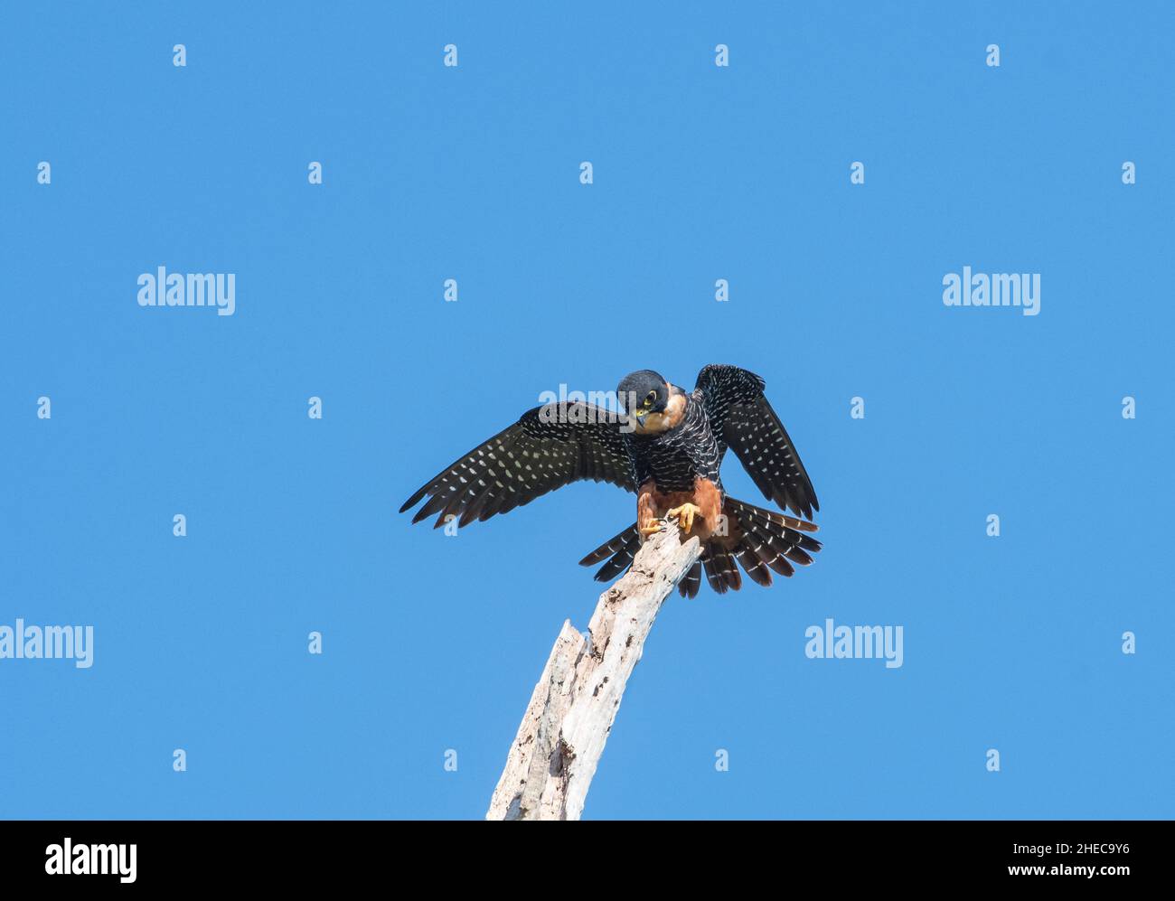 A Bat Falcon, Falco rufigularis, preening and stretching it's wings and ...