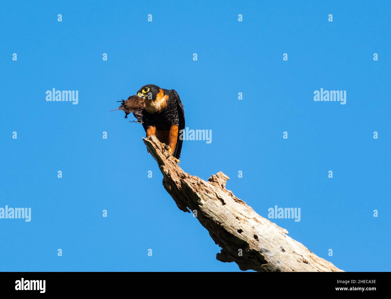 A raptor, Bat Falcon, Falco rufigularis, with it's prey of a bat in it ...