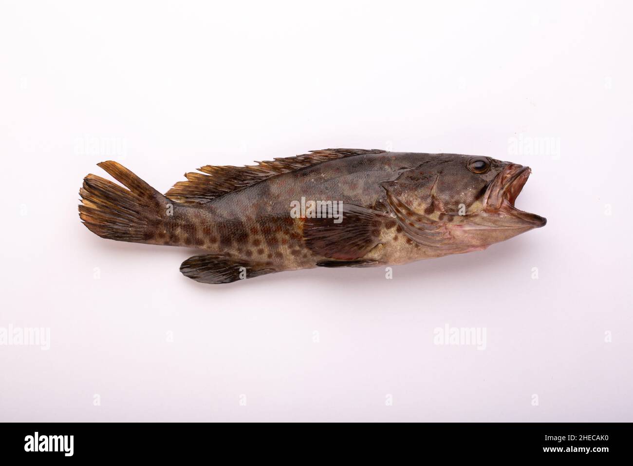 India sea fish hi-res stock photography and images - Alamy