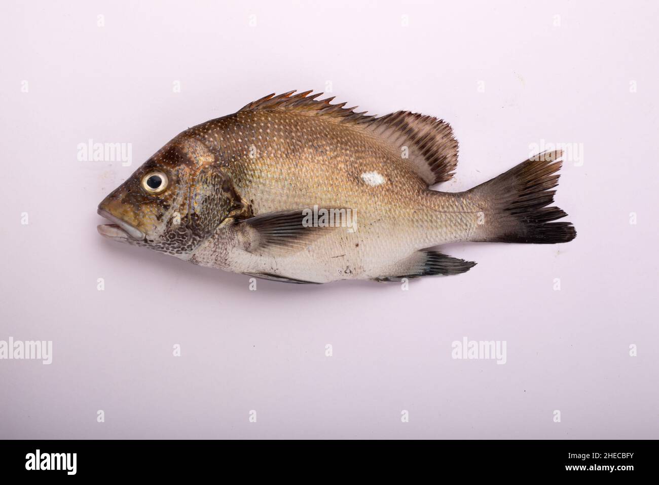 Indian fish farming hi-res stock photography and images - Alamy