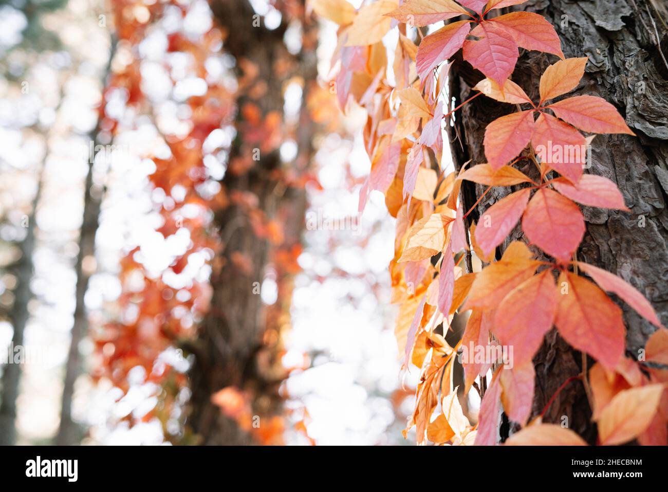 bright red autumn leaves of wild grapes wrapped around pine trees ...