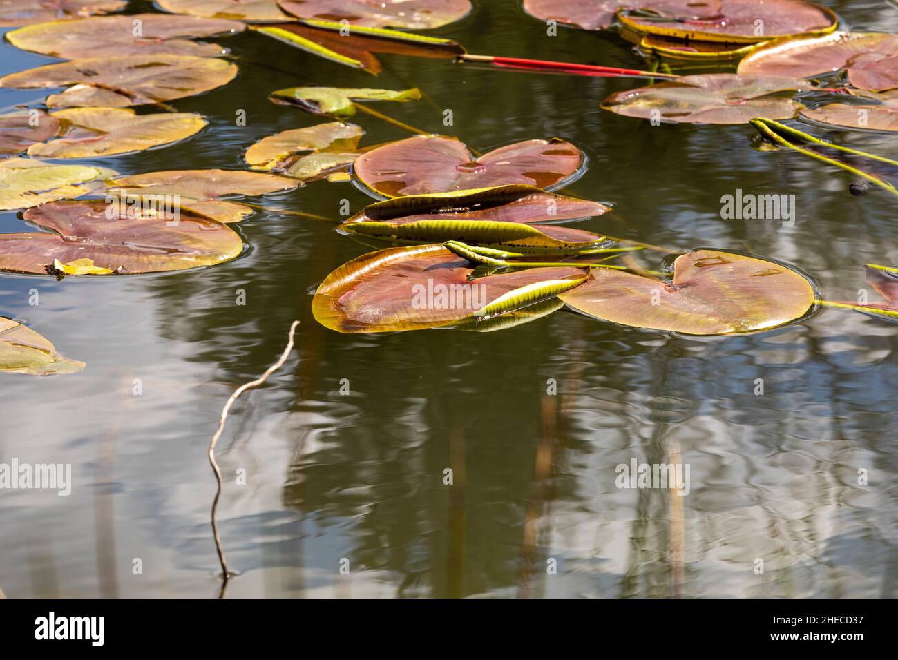 A swamp with plant lilies in a water lily lake. water lily leaf Stock ...