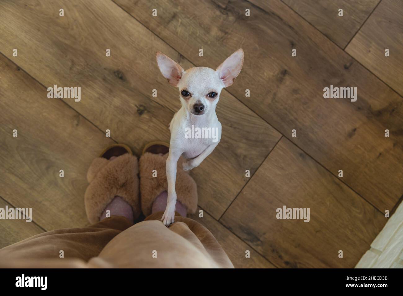 Chihuahua with owner hi-res stock photography and images - Alamy