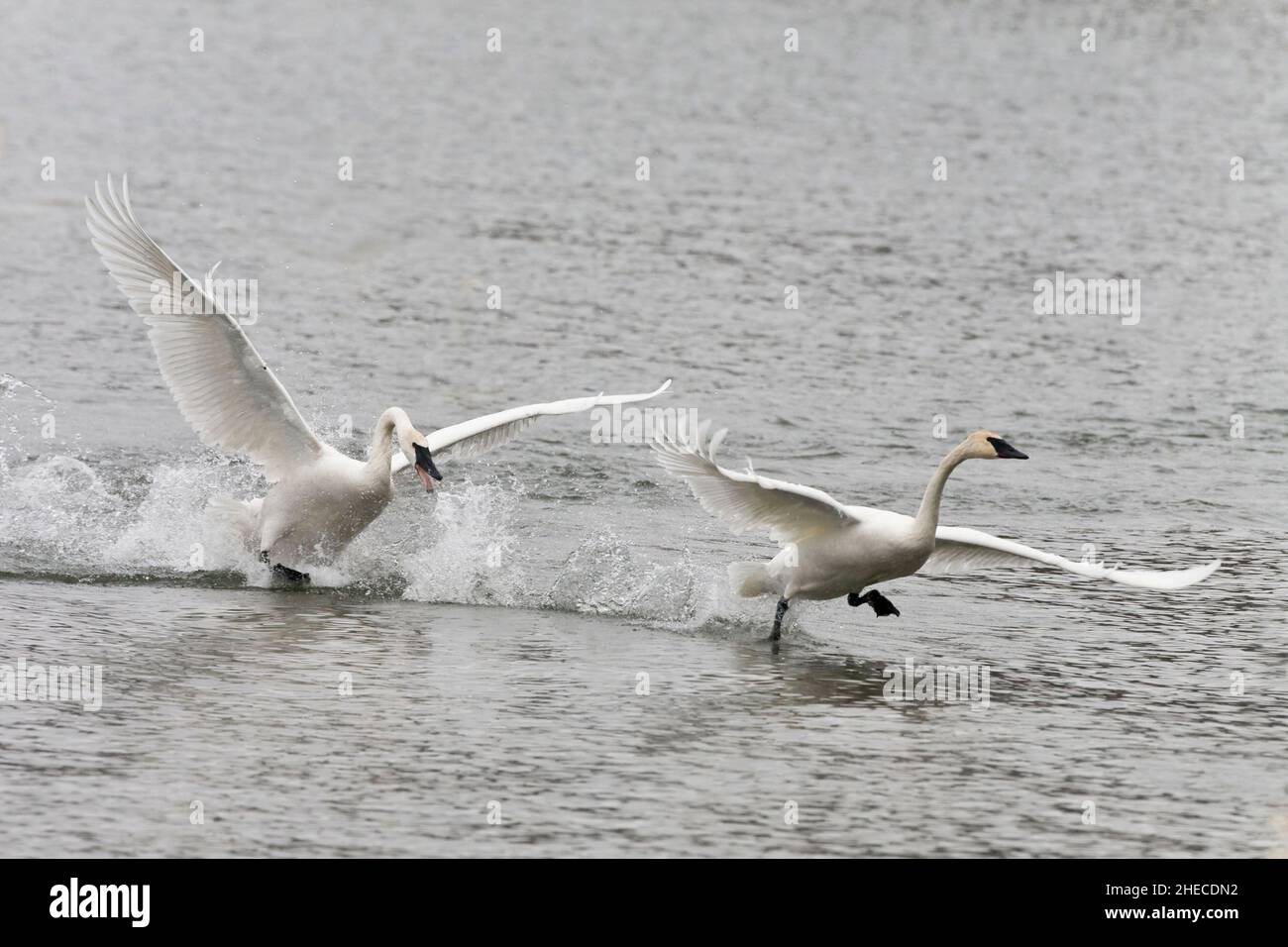 View of Aggressive behavior from pair of Trumpeter Swan, Cygnus ...