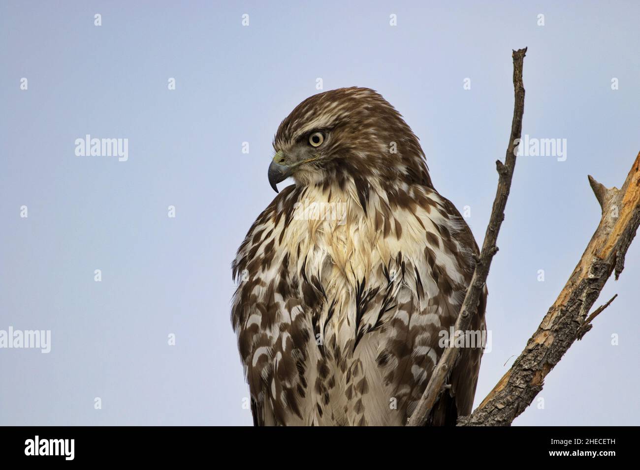 Hawk head and upper body portrait in close up in horizontal format with ...