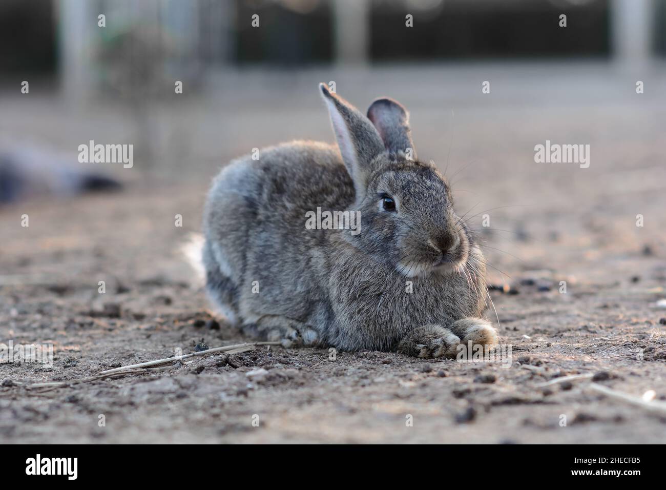 Gray bunny rabbit lying in field Stock Photo - Alamy