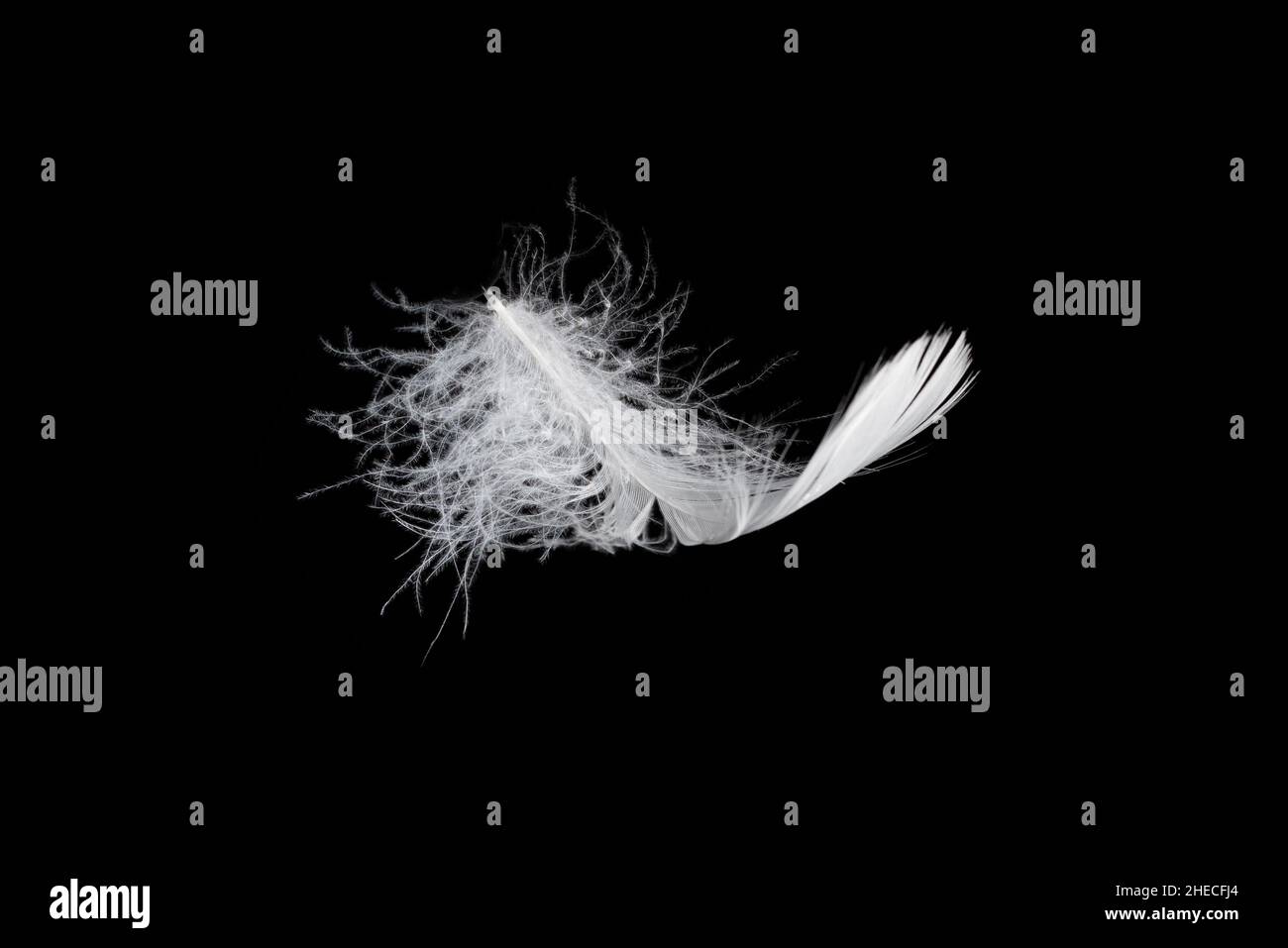 White floating feather isolated on a black background Stock Photo - Alamy
