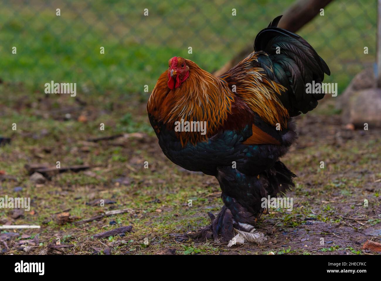A rooster and its hens, organic farming Stock Photo - Alamy