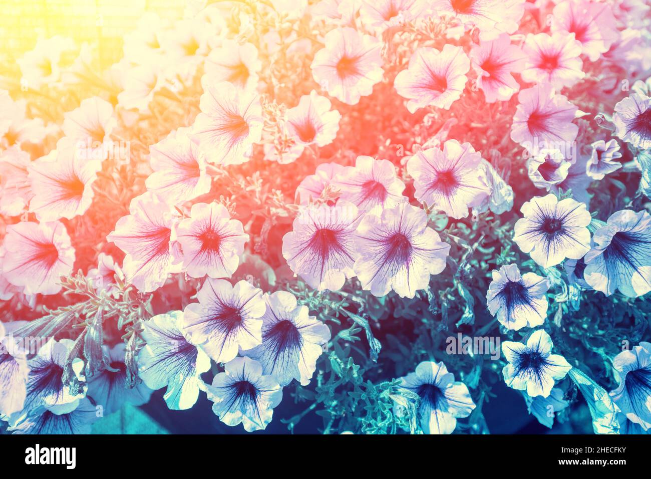 Vintage flowering Petunia flowers. Floral nature background. Gradient ...