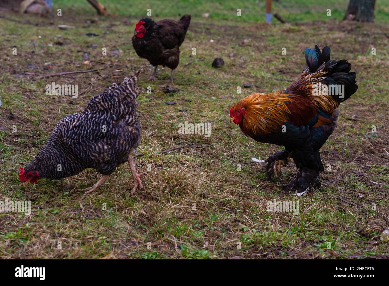 A rooster and its hens, organic farming Stock Photo - Alamy