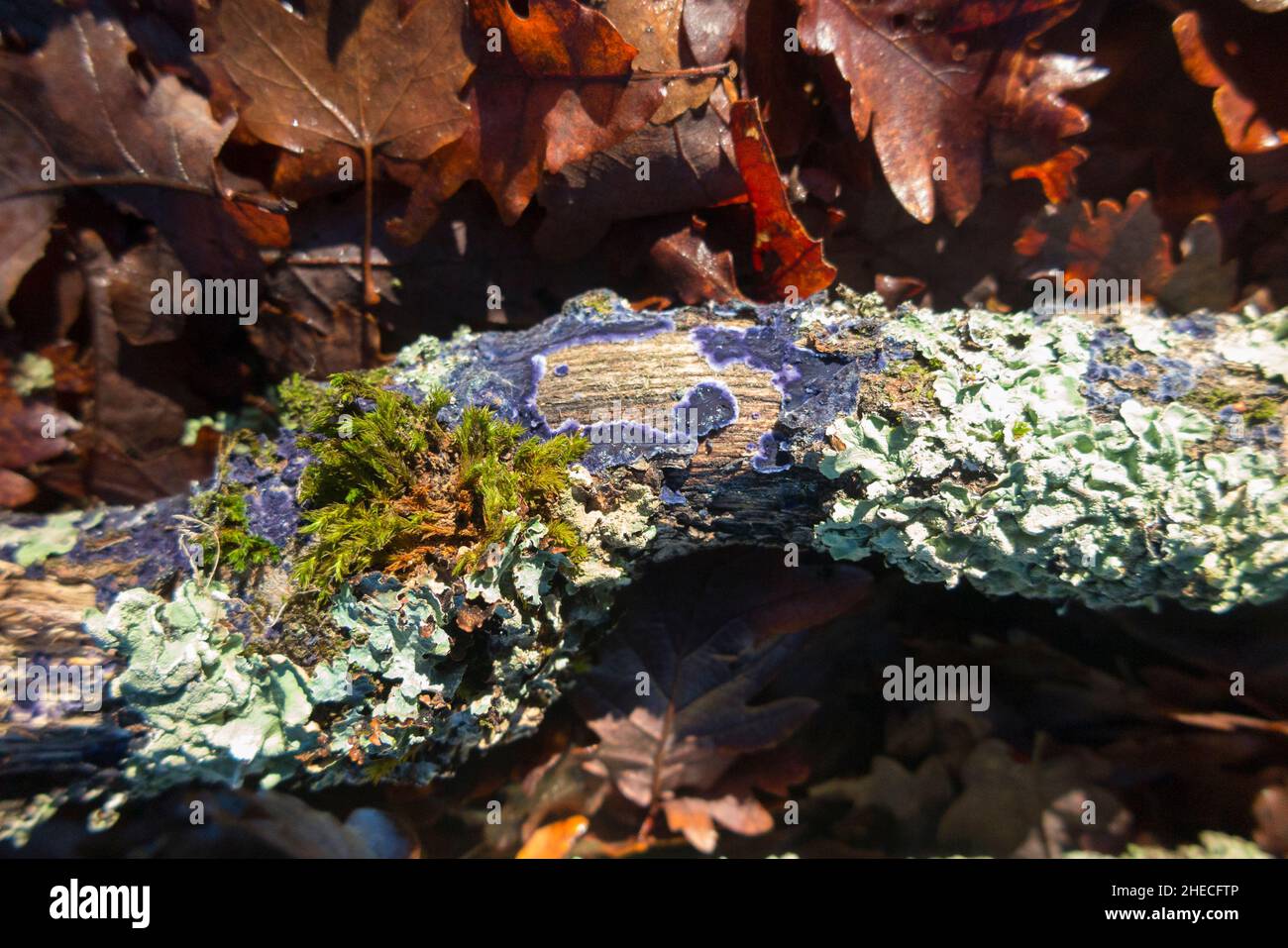 Velvet blue spread terana caerulea hi-res stock photography and images ...