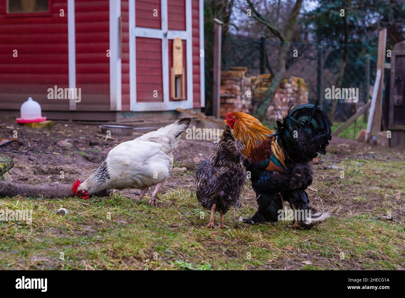 A rooster and its hens, organic farming Stock Photo - Alamy