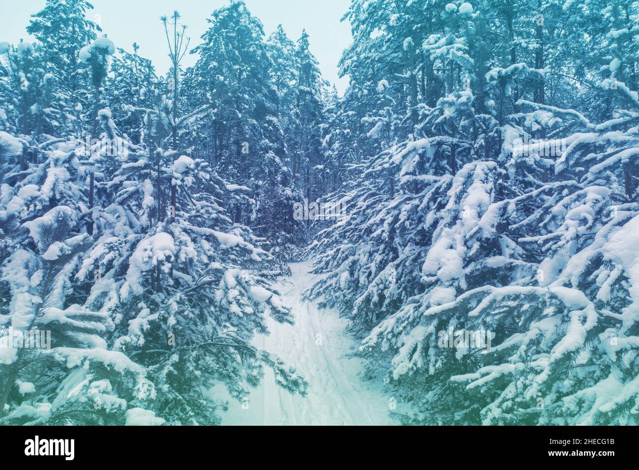 Pine snowy forest in winter. Road in the wood covered with snow. Pine ...