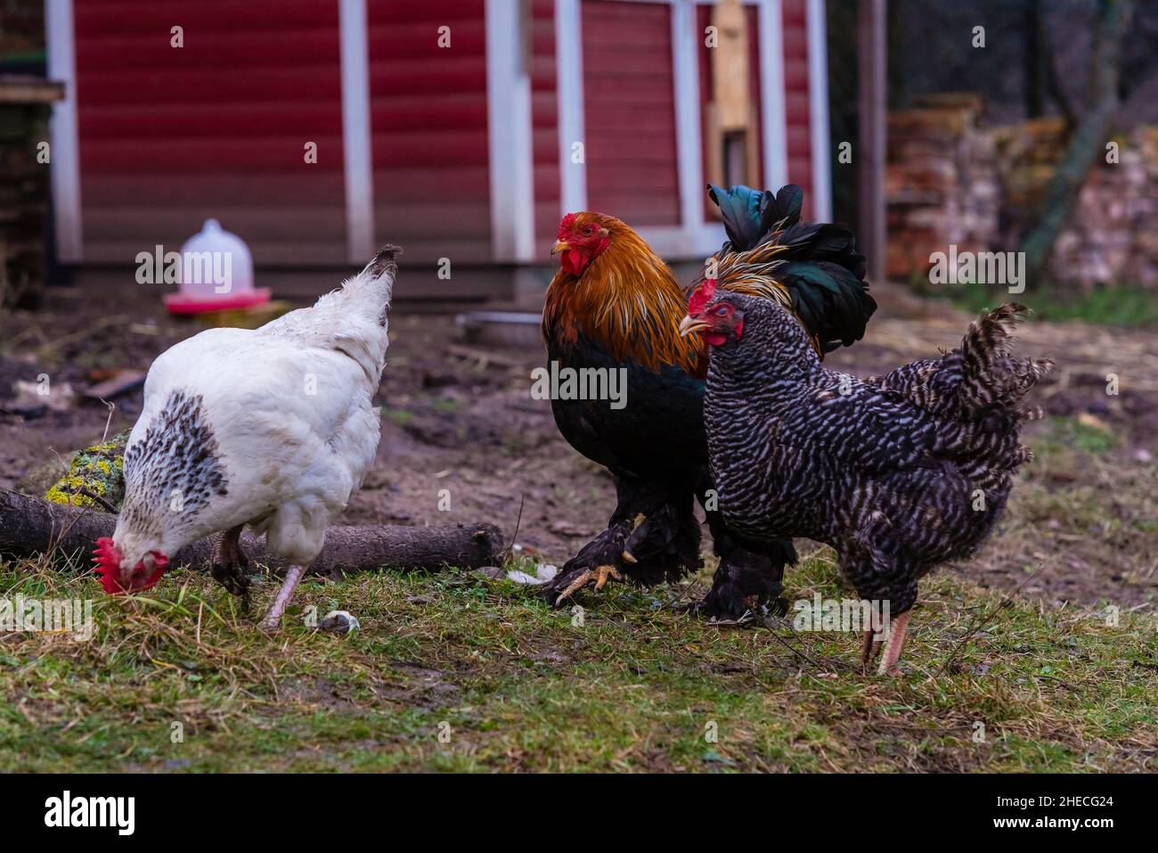 A rooster and its hens, organic farming Stock Photo - Alamy