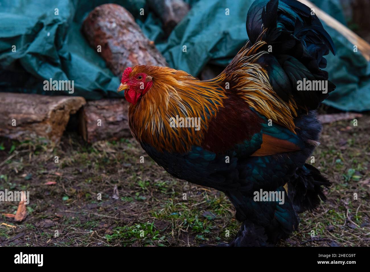 A rooster and its hens, organic farming Stock Photo - Alamy