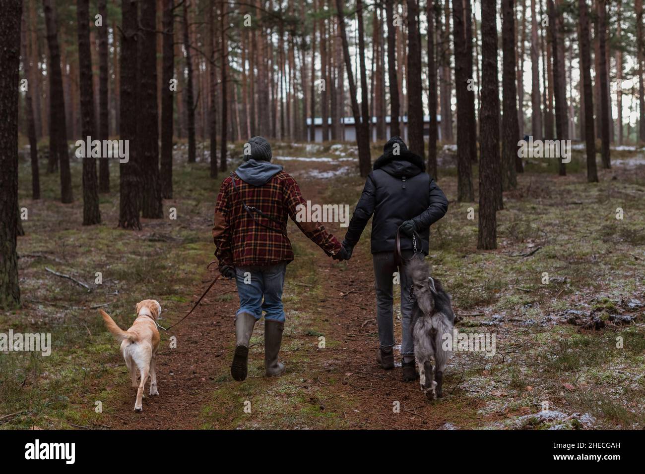 A couple goes for a walk with their dogs in the forest, photographed ...