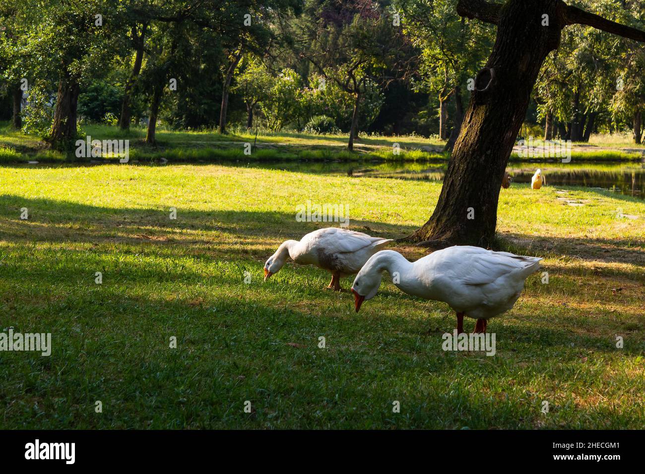 White goose tree hi-res stock photography and images - Alamy