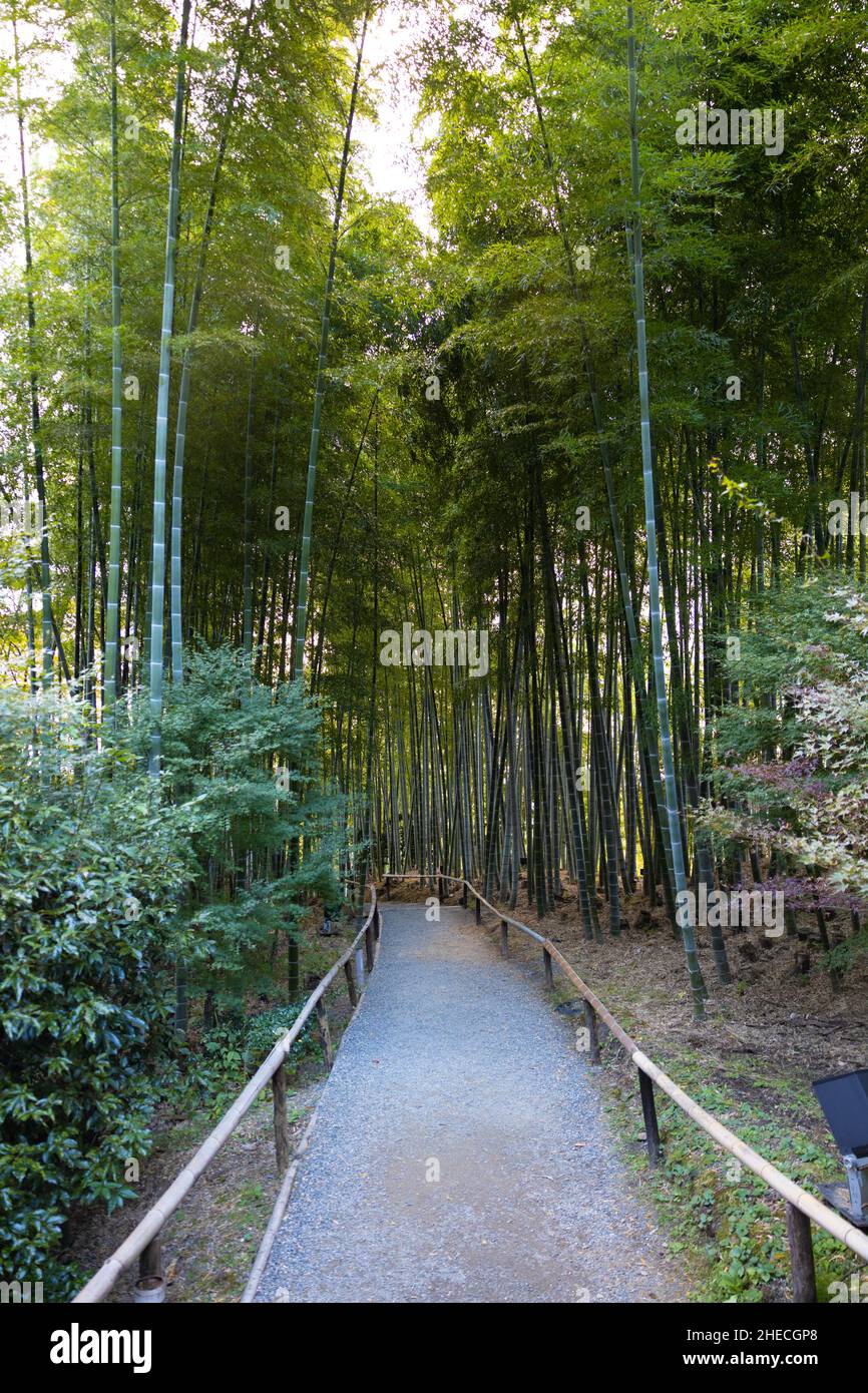 A pathway through a bamboo forest in the early morning at Kodaiji ...