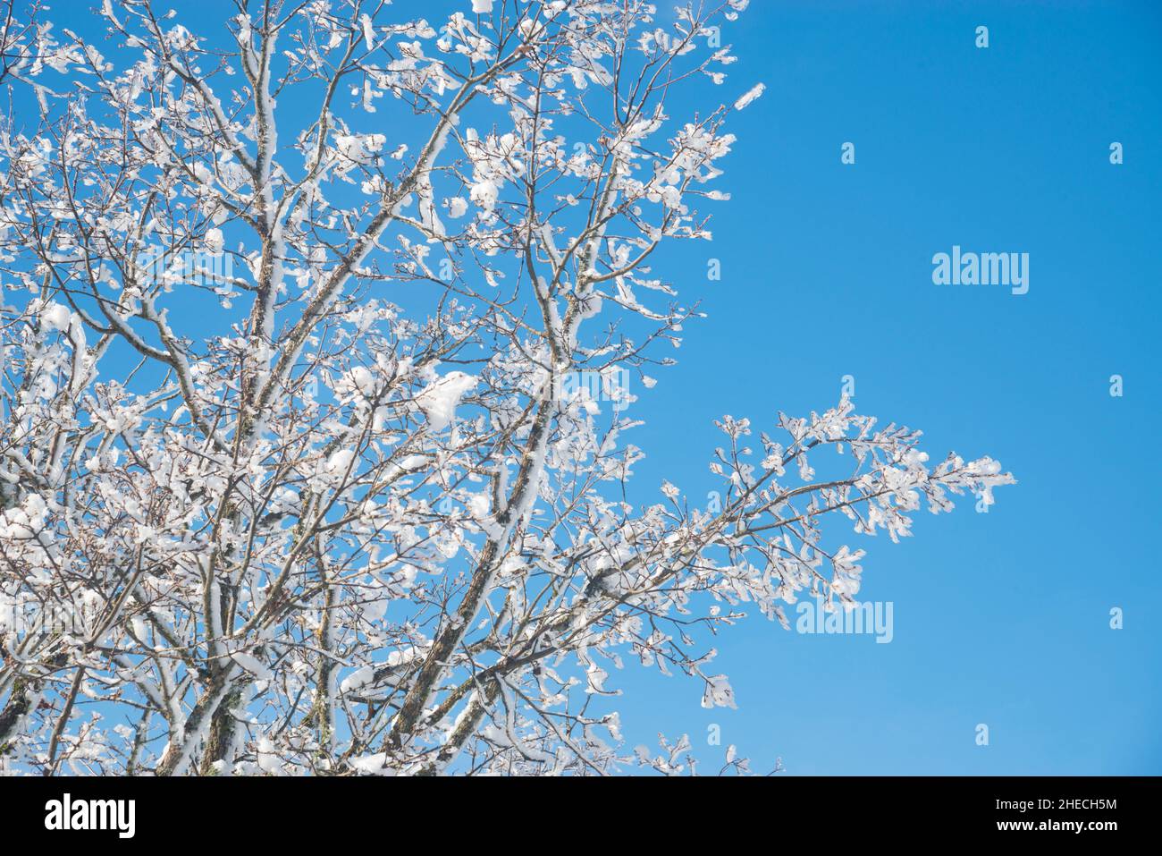 Ramas de arbol cielo azul hi-res stock photography and images - Alamy
