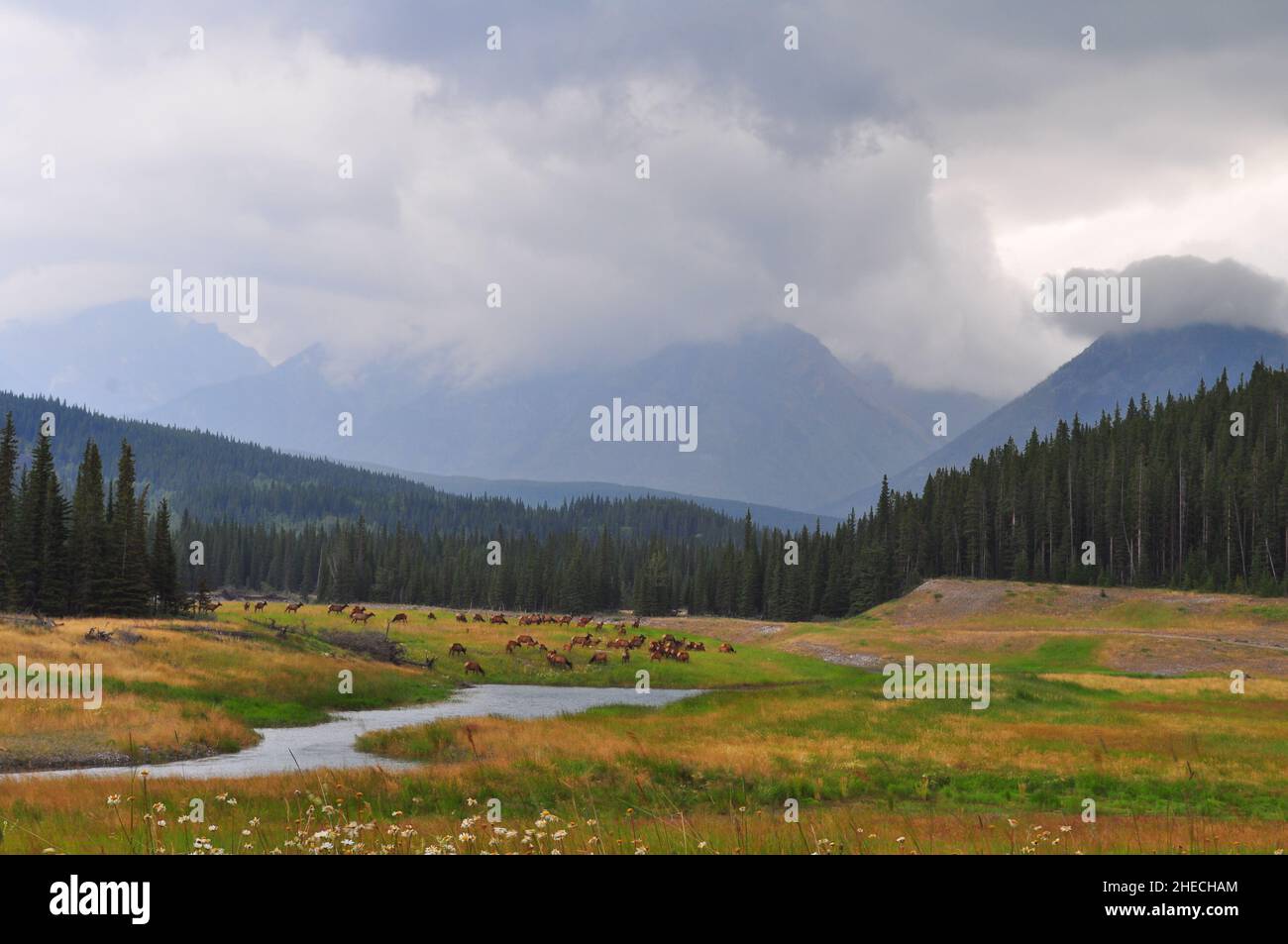Elk in banff national park forest hi-res stock photography and images ...