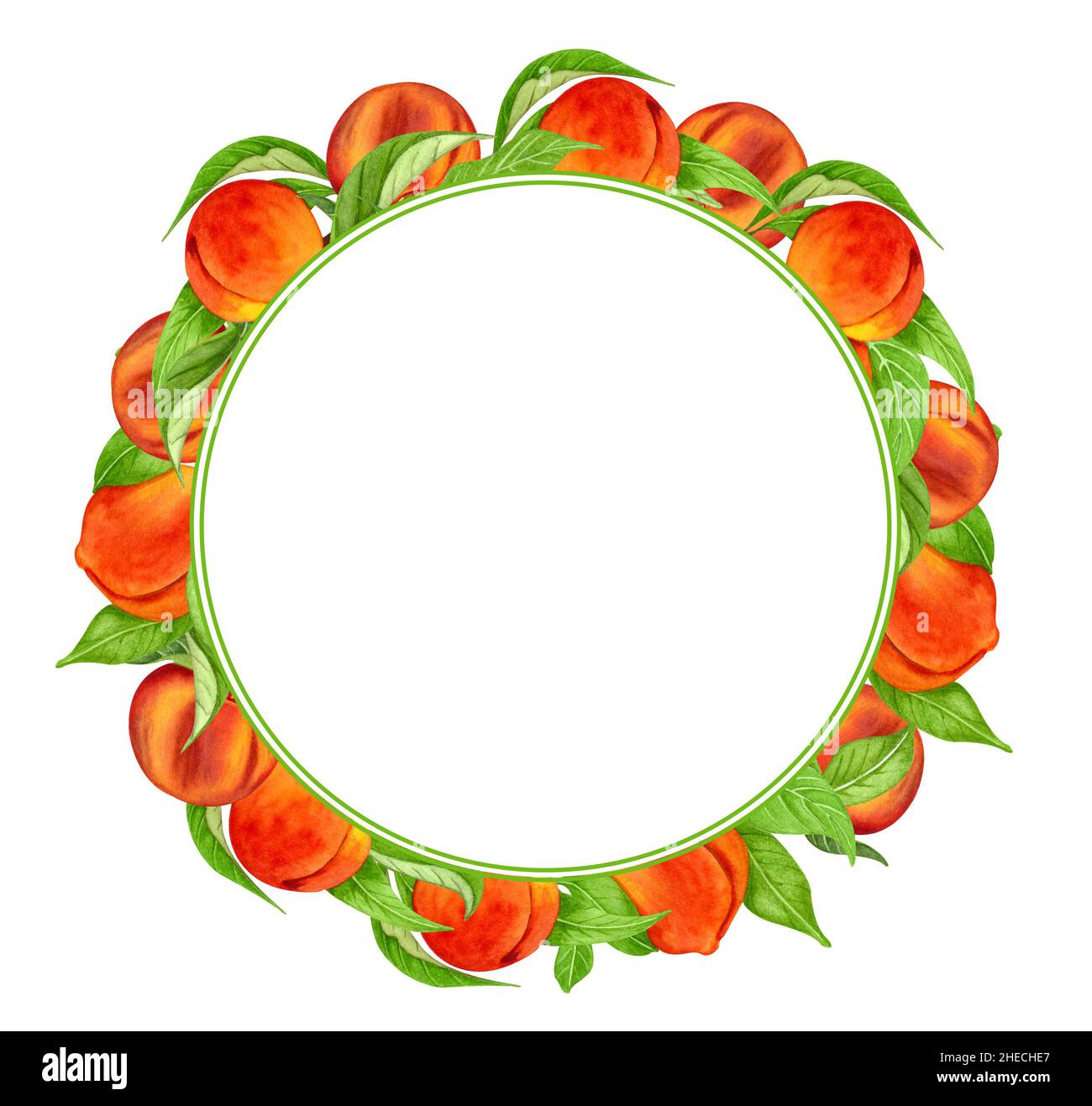 Watercolor wreath with peaches, leaves. Hand drawn frame with pech ...