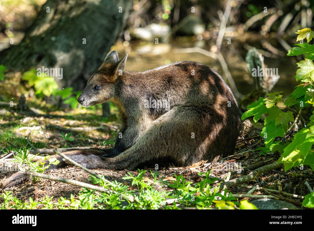 The agile wallaby, Macropus agilis also known as the sandy wallaby is a ...