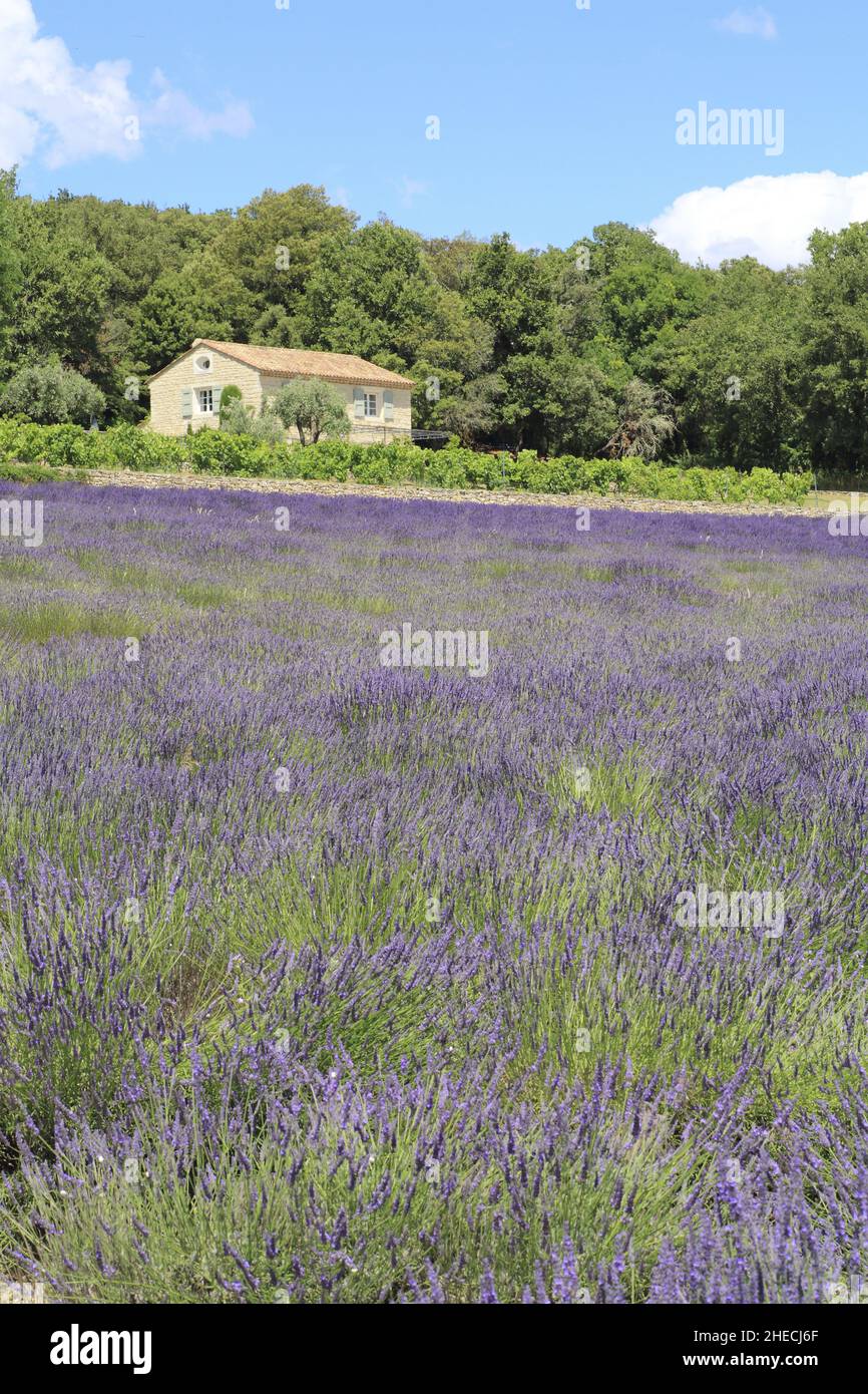 France, Alpes de Haute Provence, Cereste, lavender field Stock Photo ...