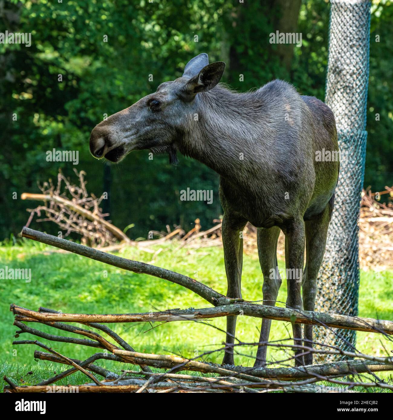 European Moose, Alces alces, also known as the elk. Wild life animal ...
