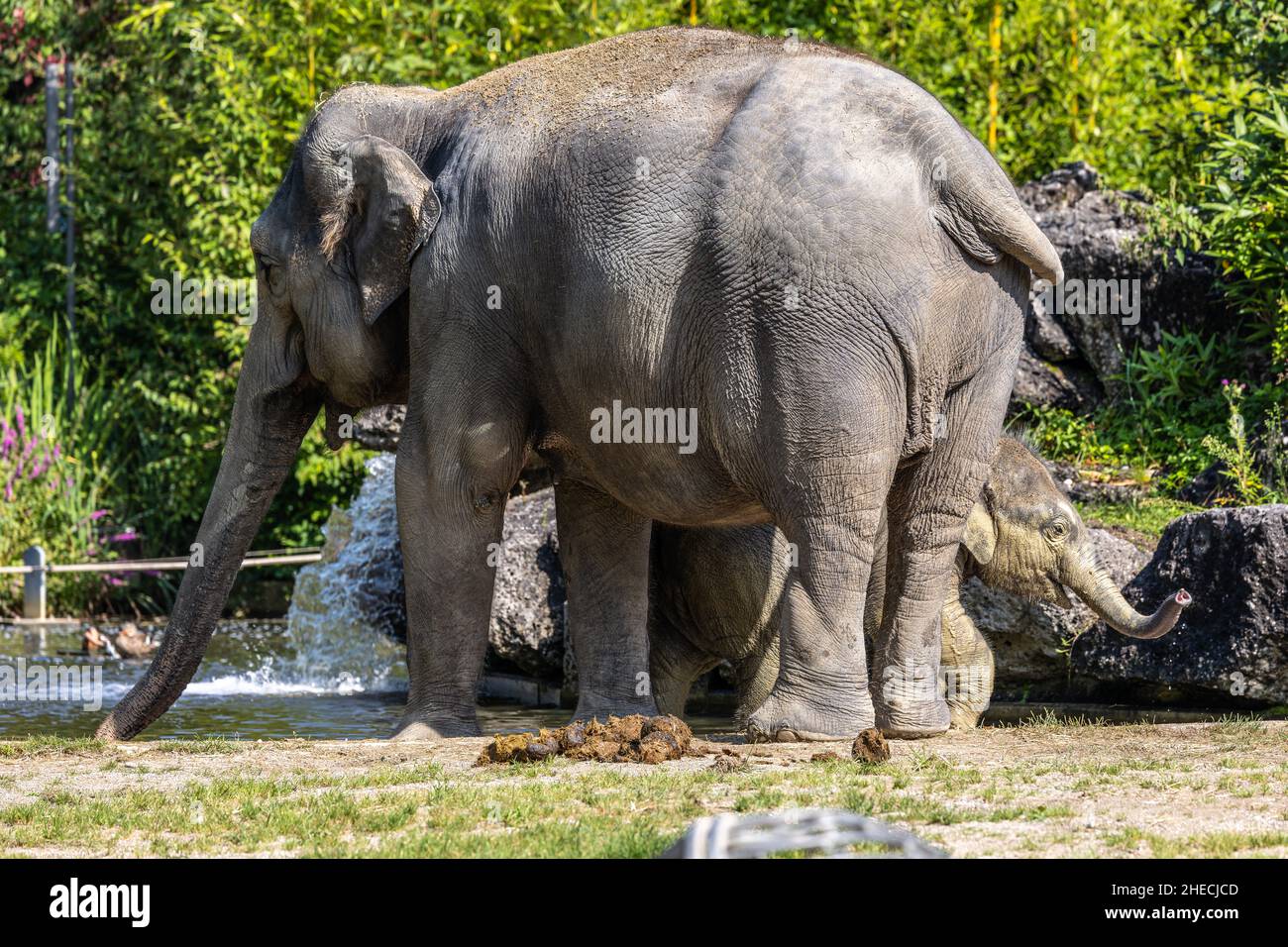 The Asian elephant, Elephas maximus also called Asiatic elephant, is ...
