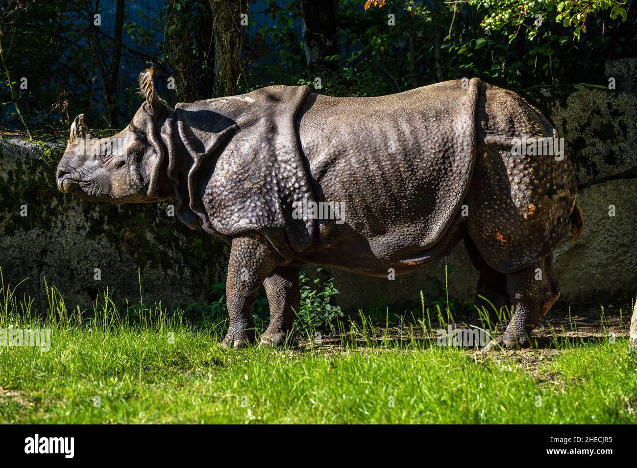 The Indian Rhinoceros, Rhinoceros unicornis is also called Greater One ...