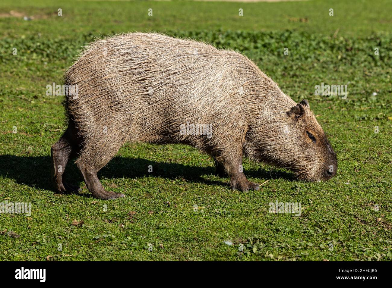 The capybara, Hydrochoerus hydrochaeris is a mammal native to South ...