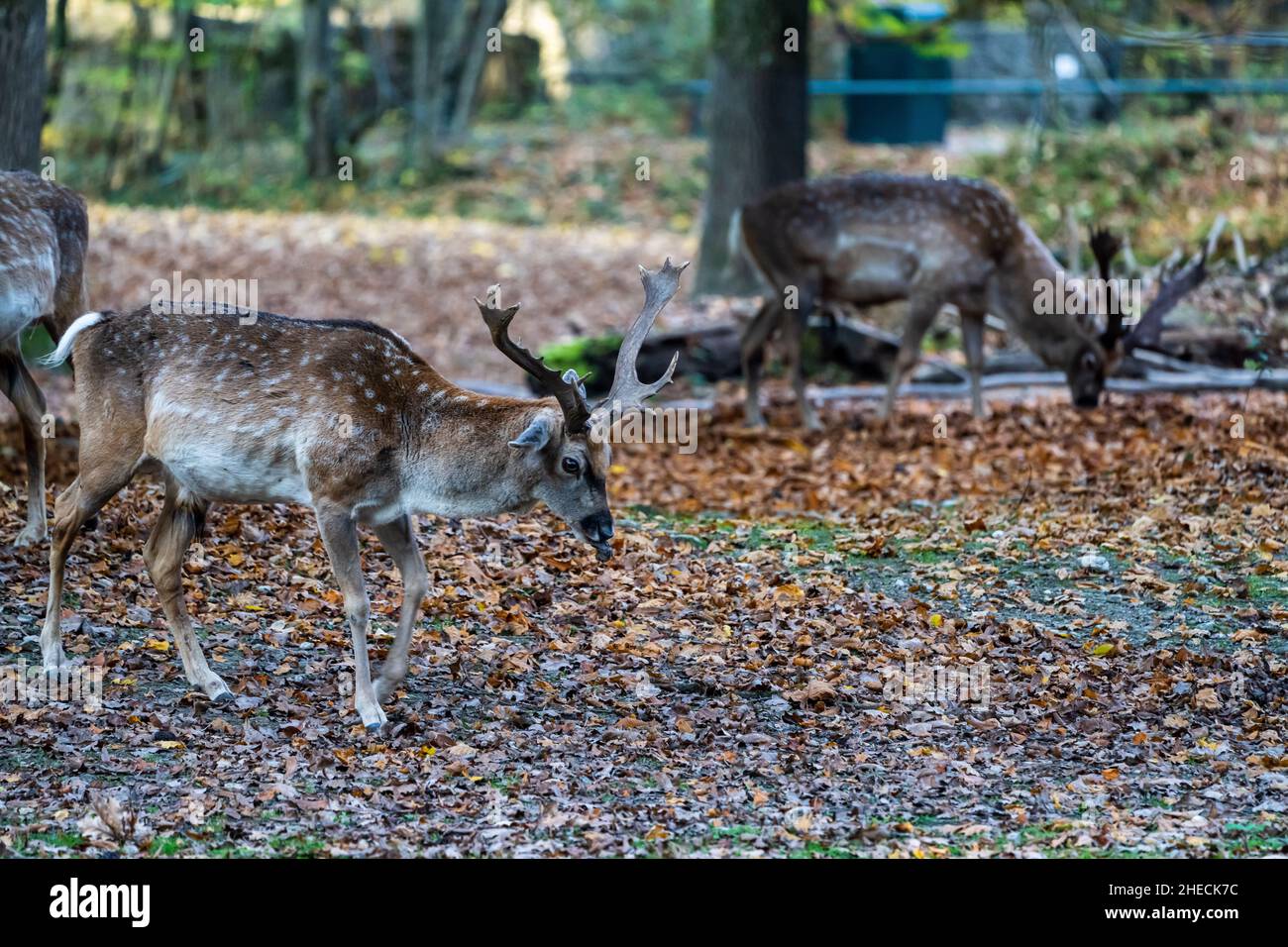 The fallow deer, Dama mesopotamica is a ruminant mammal belonging to ...