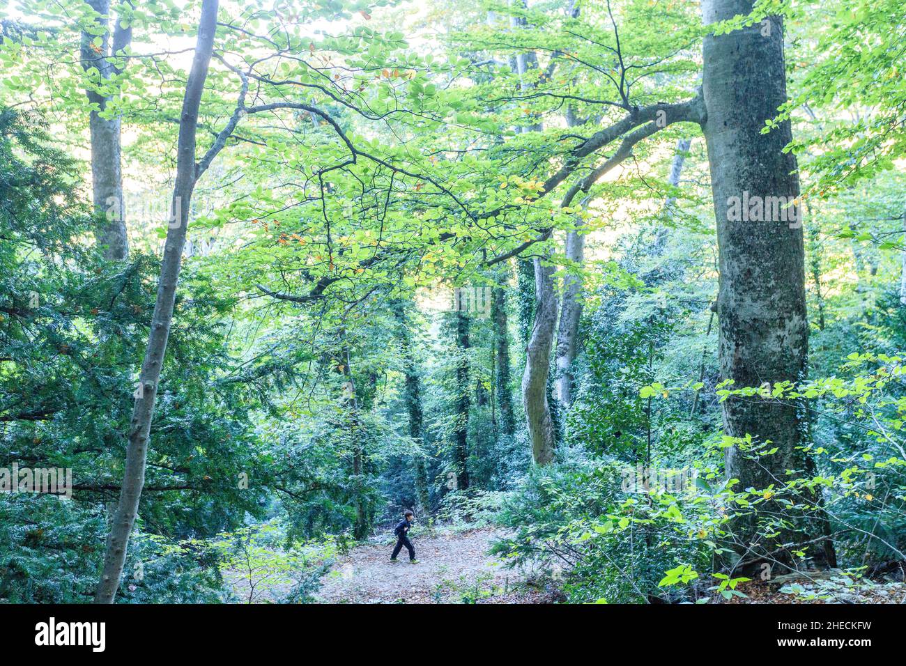 France, Var, Sainte Baume Regional Natural Park, Massif de la Sainte ...