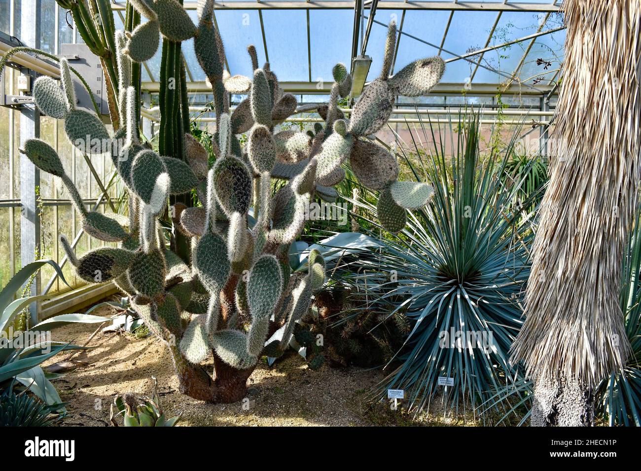 Bitanic hi-res stock photography and images - Alamy