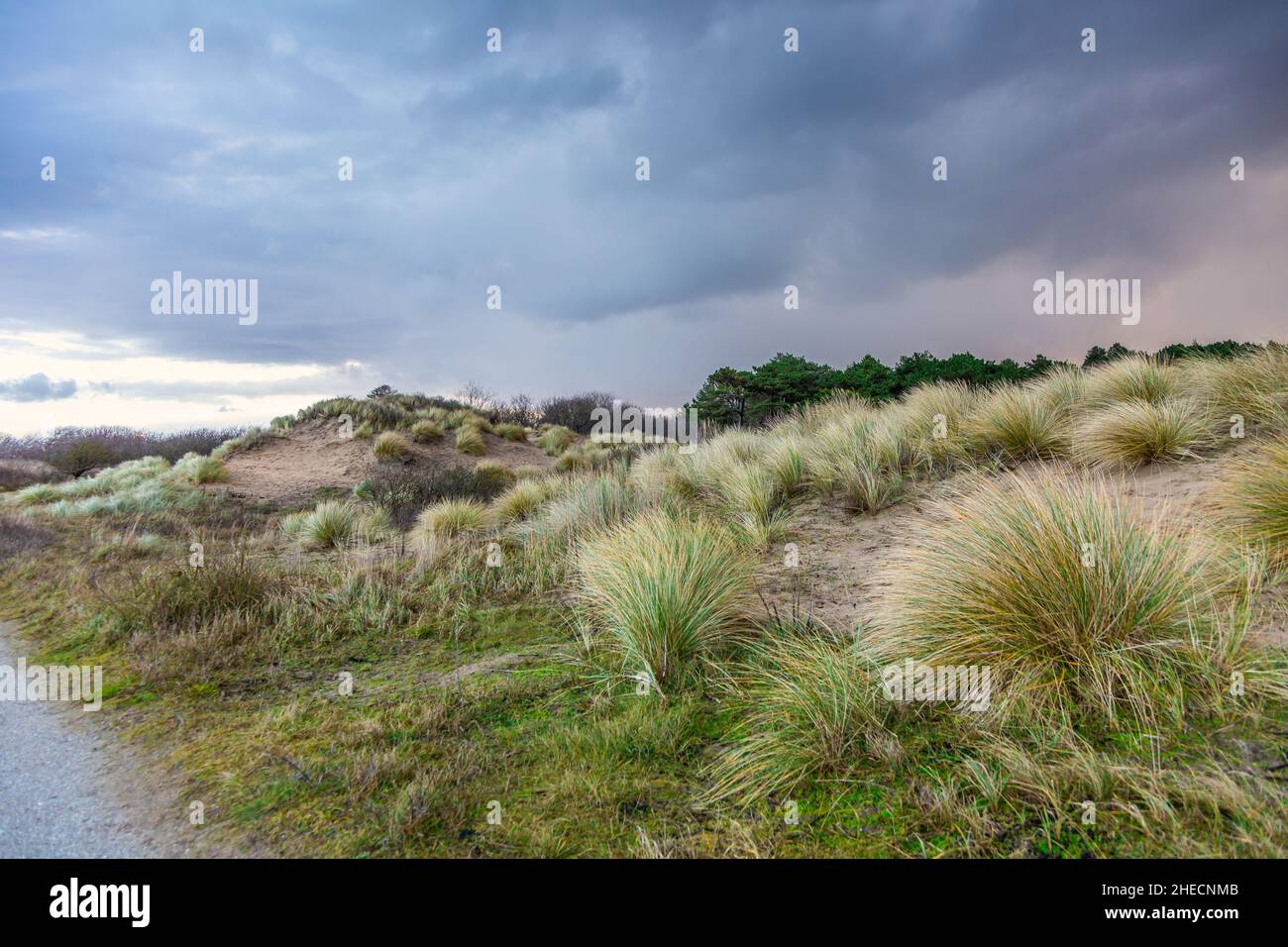 Picture of wndy dune landscape in Hollands Duin near Noordwijk in the ...